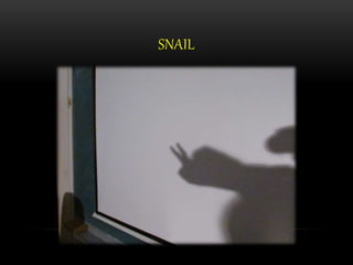 Funny shadows | PPTX | Zoos & Aquariums | Attractions