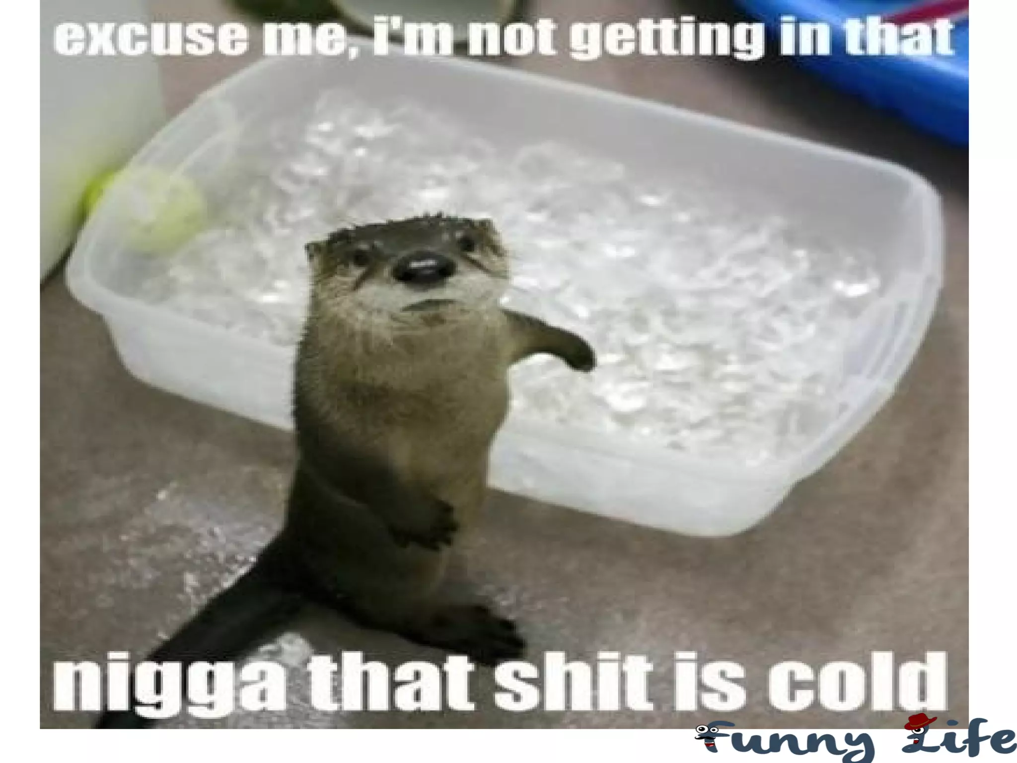 Amazing Funny Life Pictures | PPT