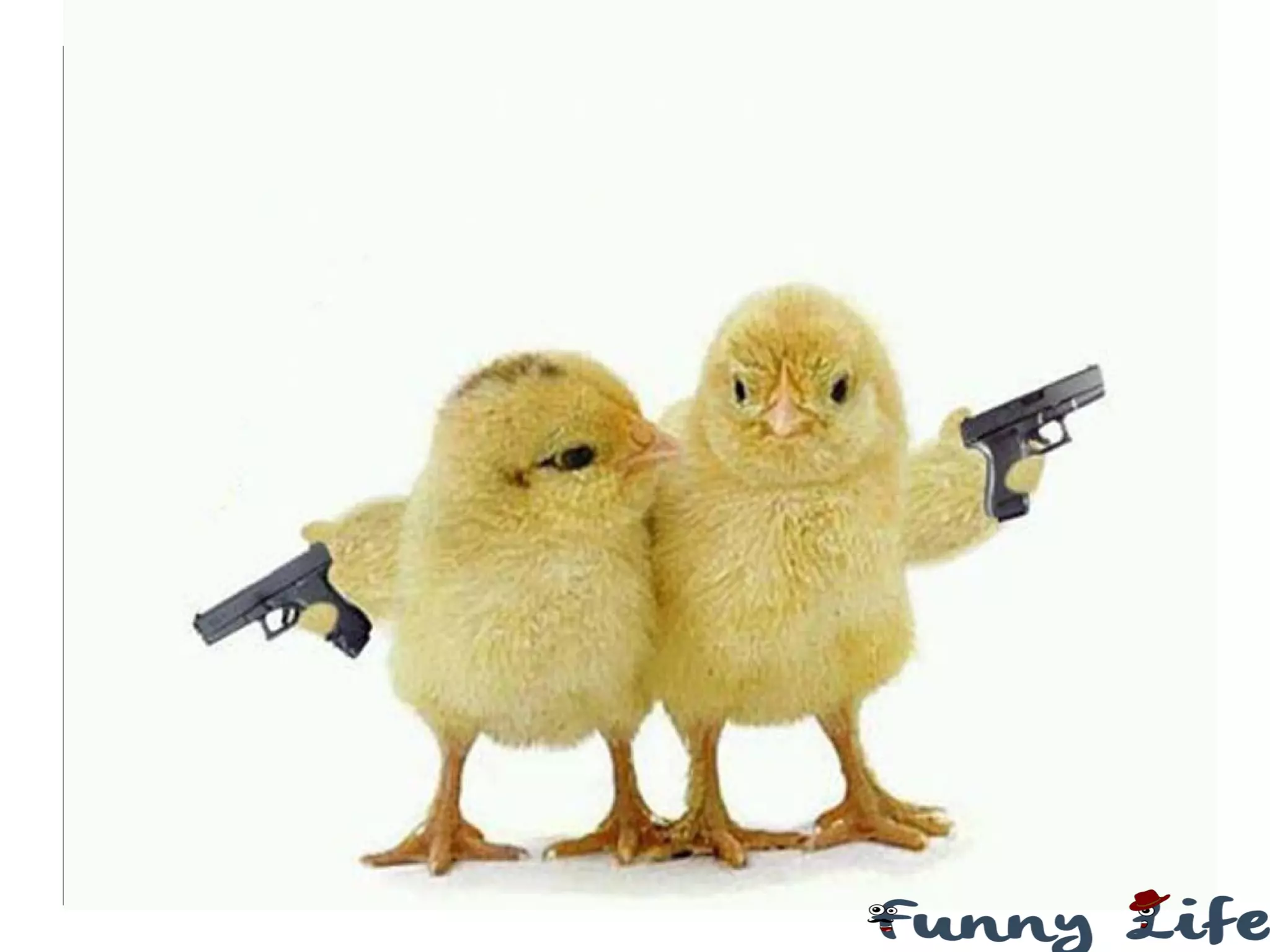 Amazing Funny Life Pictures | PPT