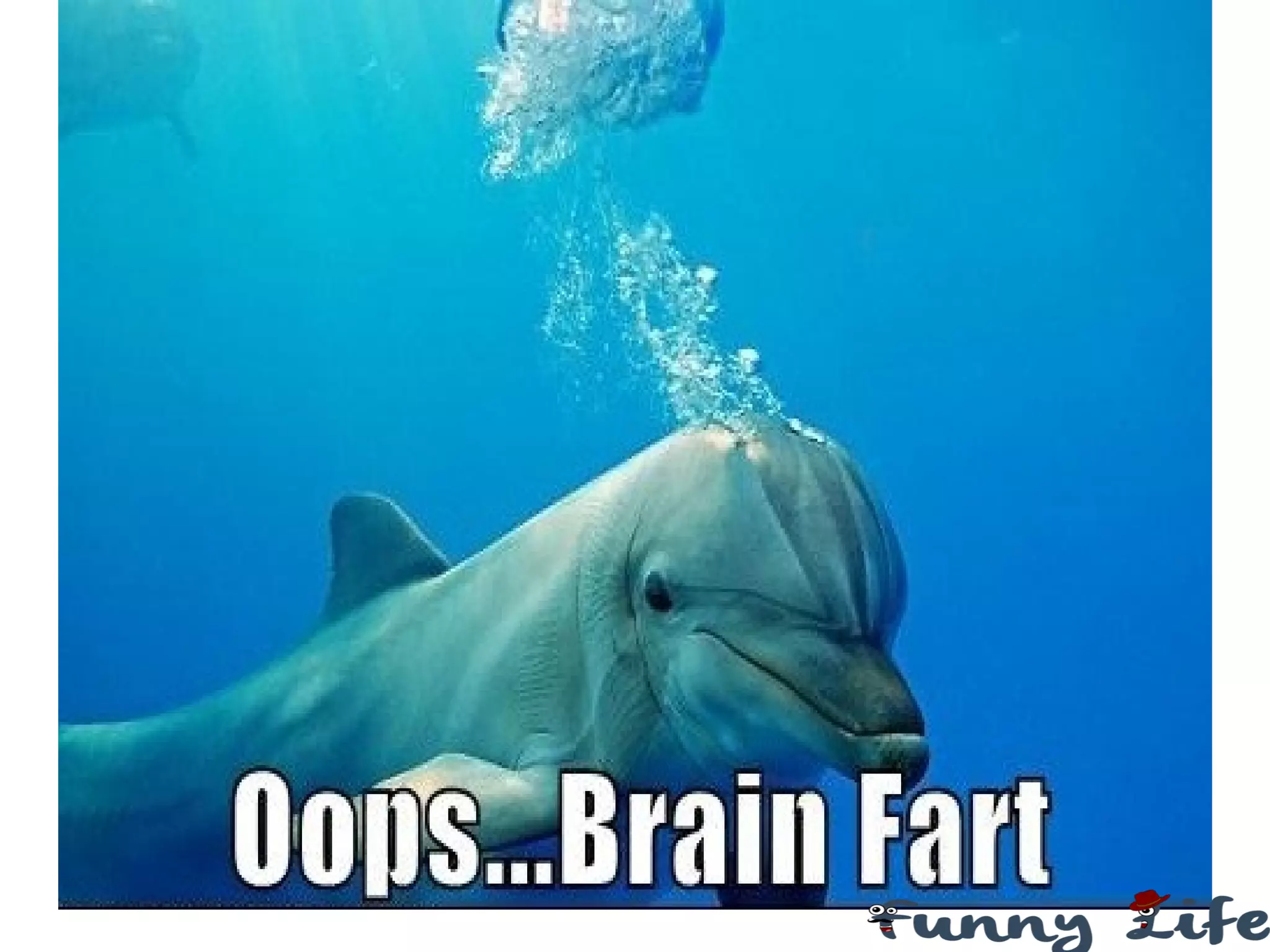 Amazing Funny Life Pictures | PPT
