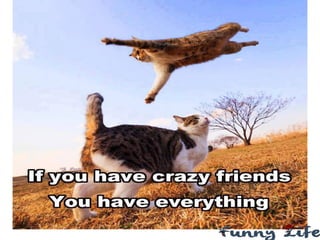 Amazing Funny Life Pictures | PPT