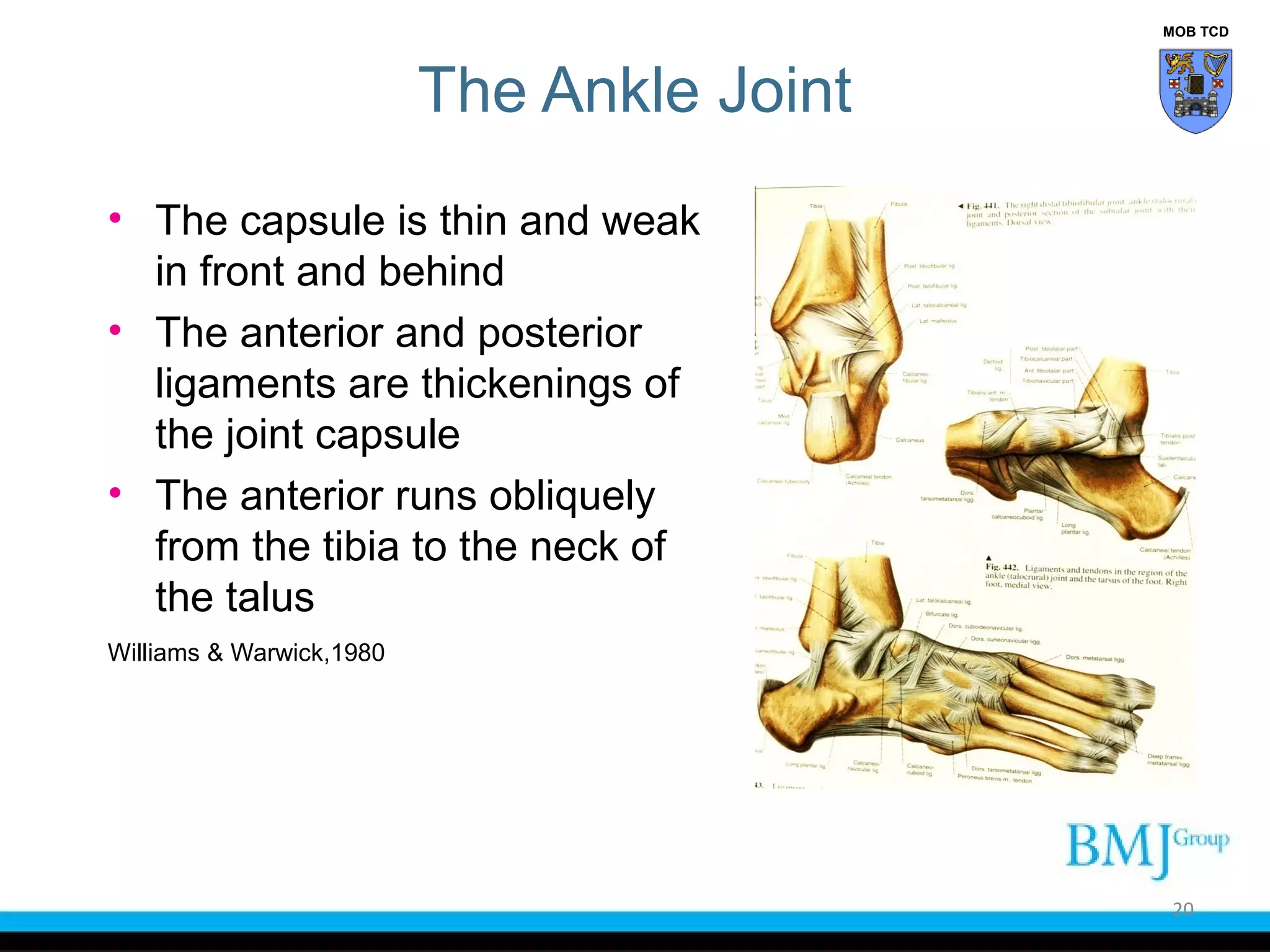 Functional anatomy of the ankle joint complex | PPT
