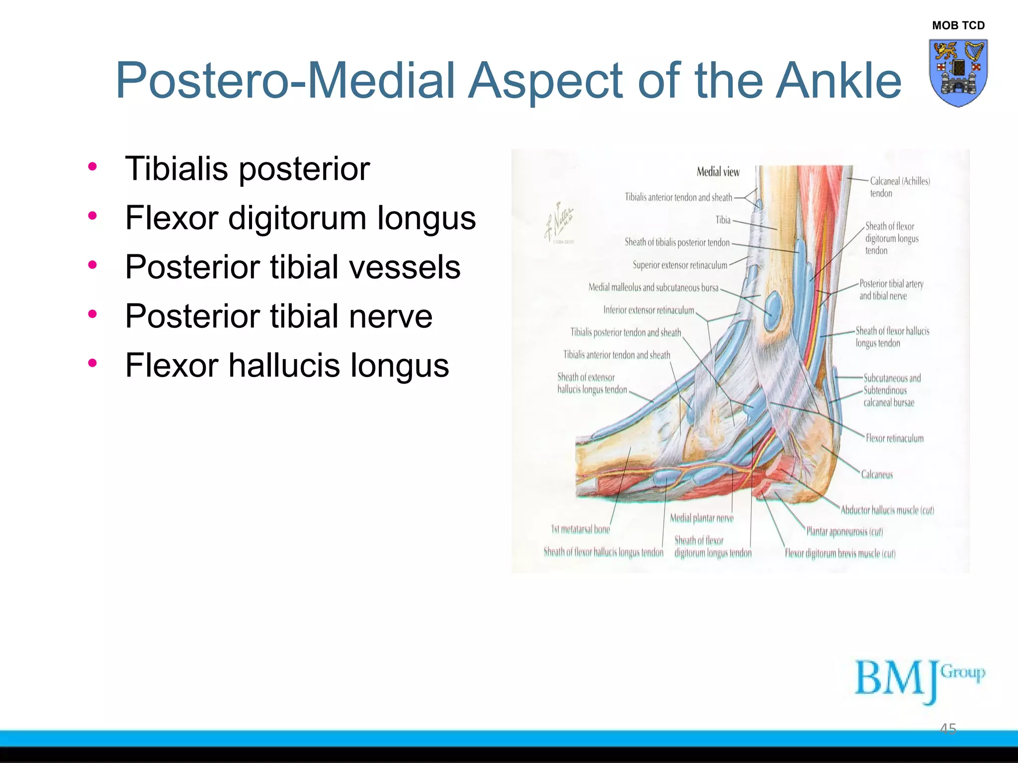 Functional anatomy of the ankle joint complex | PPT