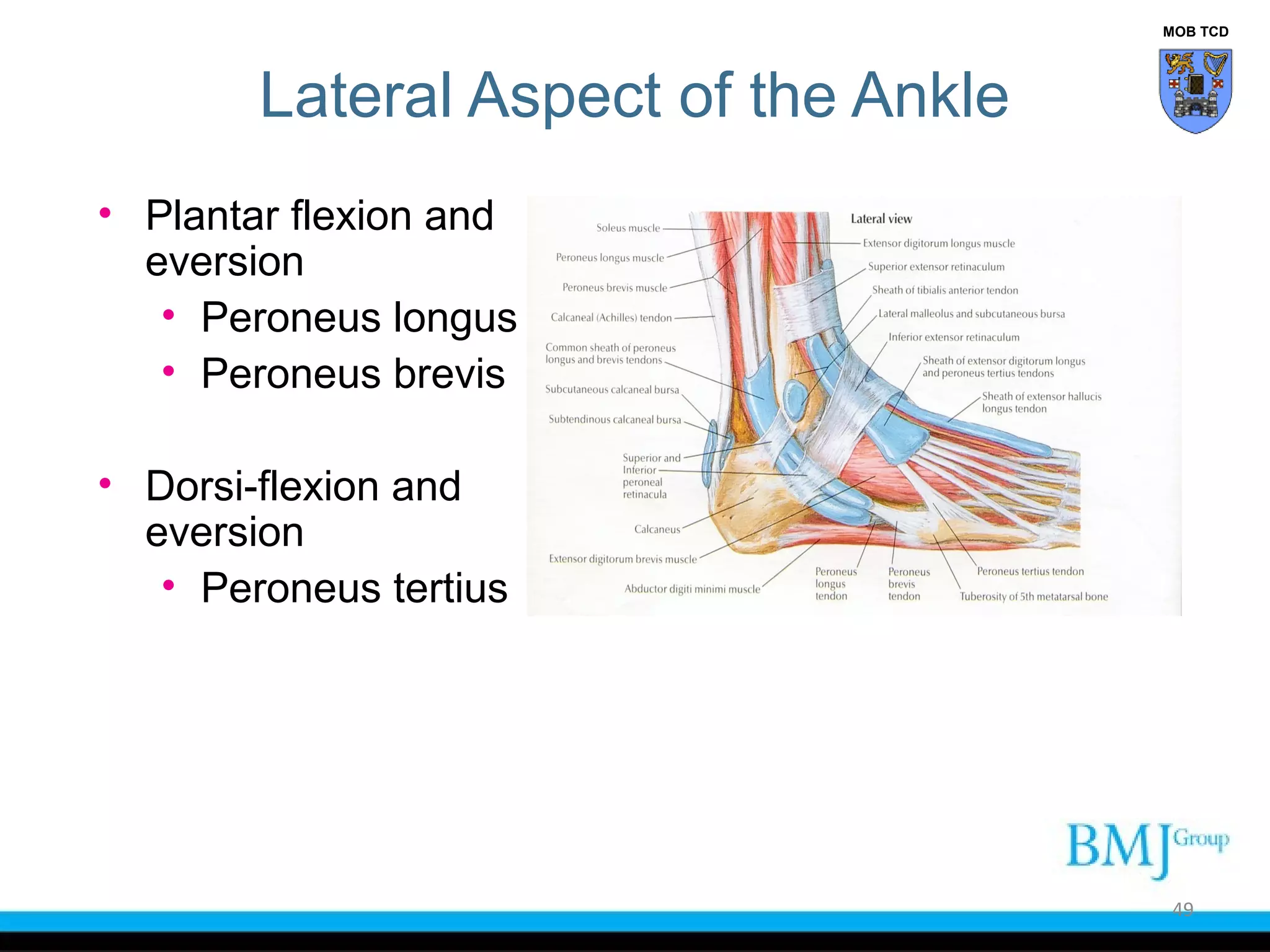 Functional anatomy of the ankle joint complex | PPT | Free Download