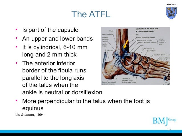 Functional anatomy of the ankle joint complex