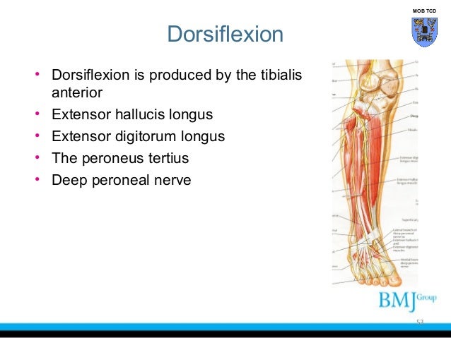 Functional anatomy of the ankle joint complex