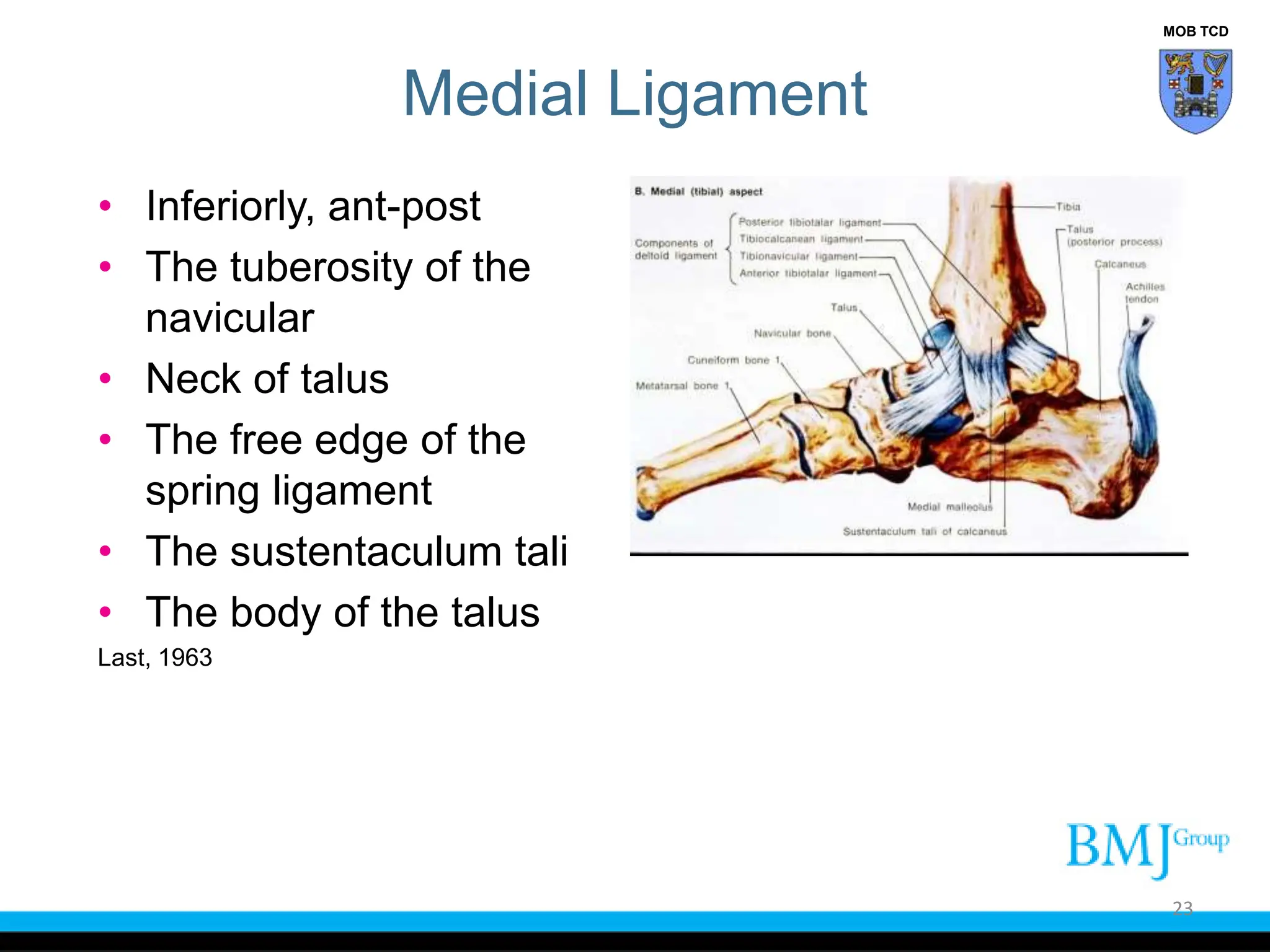 Funtional_Anatomy_of_the_Ankle_Joint_Complex_BMJ.ppt