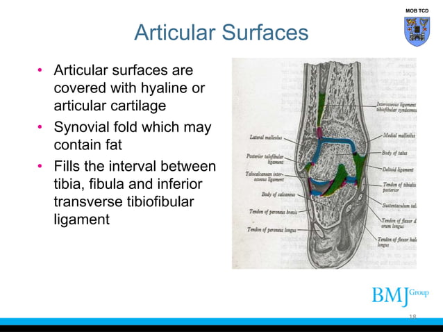 Funtional_Anatomy_of_the_Ankle_Joint_Complex_BMJ.ppt