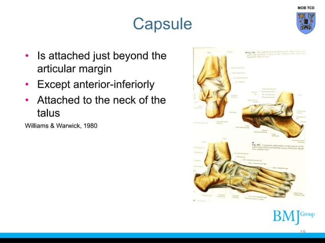 Funtional_Anatomy_of_the_Ankle_Joint_Complex_BMJ.ppt