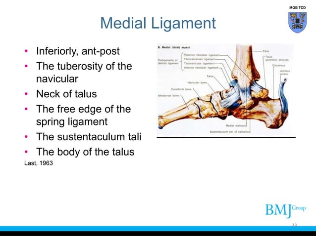 Funtional_Anatomy_of_the_Ankle_Joint_Complex_BMJ.ppt