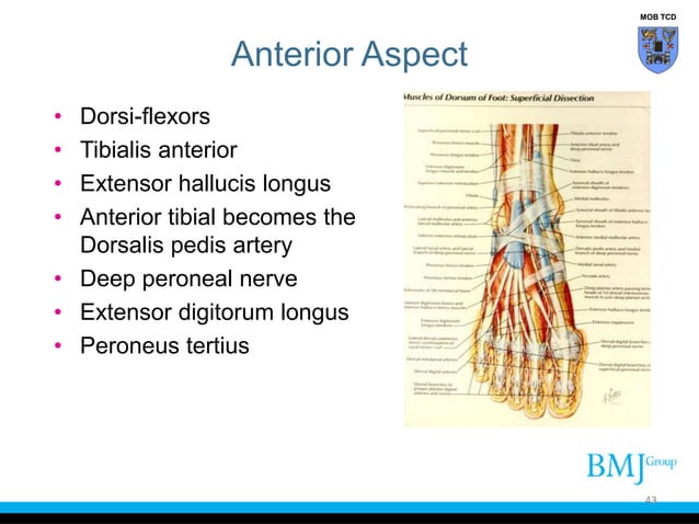 Funtional_Anatomy_of_the_Ankle_Joint_Complex_BMJ.ppt