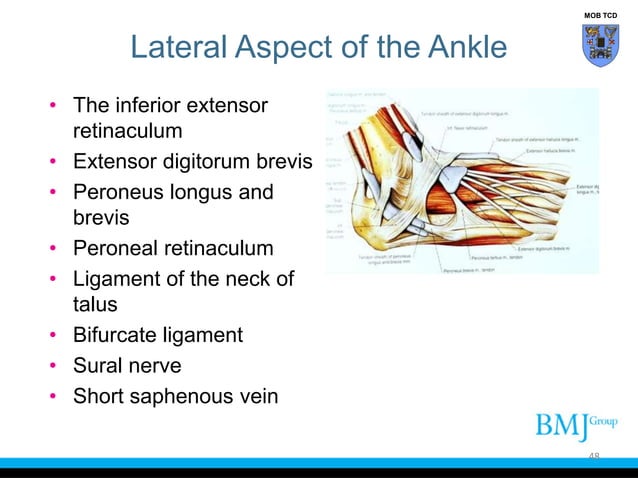 Funtional_Anatomy_of_the_Ankle_Joint_Complex_BMJ.ppt