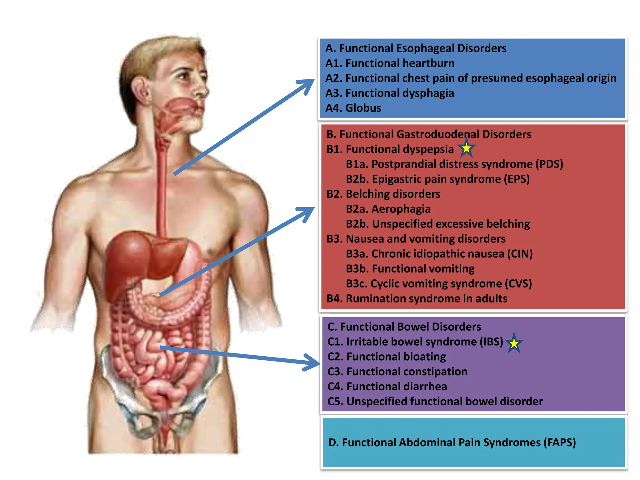 Funtional Dyspepsia GIT and Liver power point | PPTX | Digestive ...