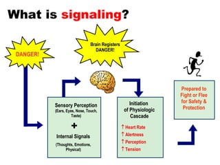 Functions of the Brain | PPT