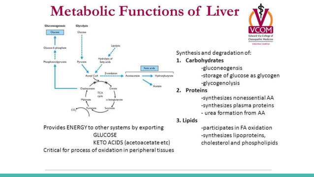 Funtions of liver and basic understanding | PPT