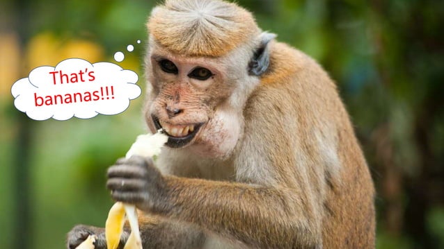 funwithalgorithms.pptx | Programming Languages | Computing