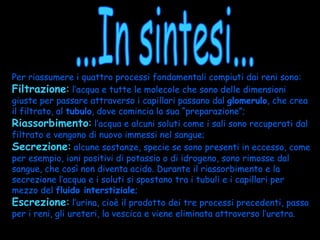 Funzioni dei reni | PPT