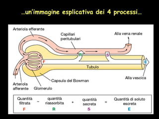 Funzioni dei reni | PPT