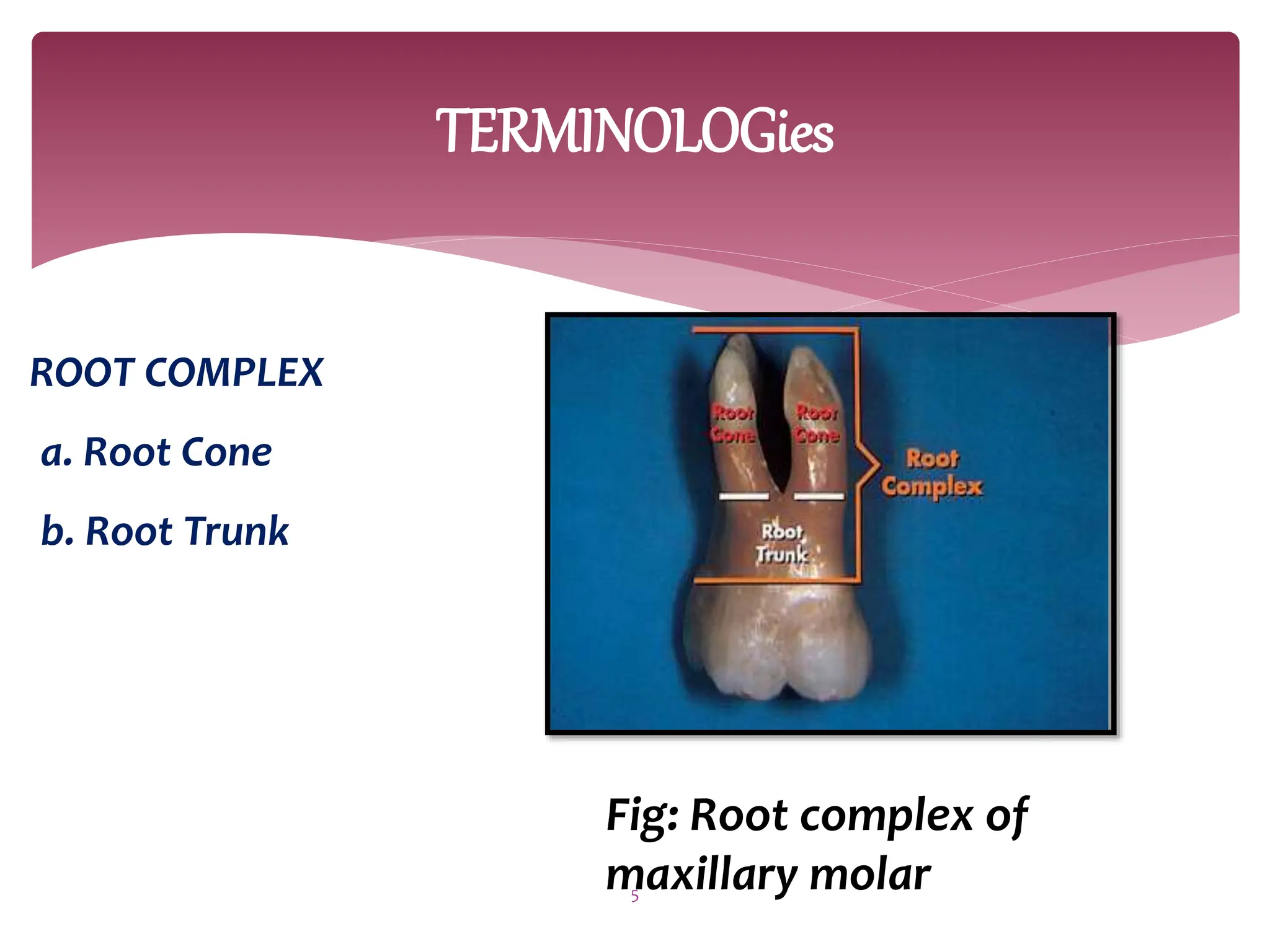 FURCATION and its classification 1 .pptx