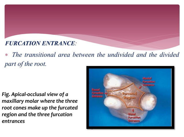FURCATION and its classification 1 .pptx