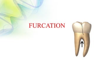 FURCATION And Its Management In Periodontics | PPTX