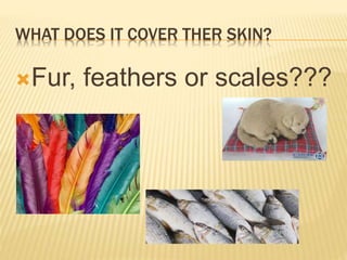 Fur, feathers and scales | PPTX