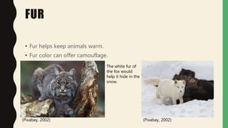 Fur, feathers, and scales | PPT