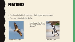 Fur, feathers, and scales | PPTX