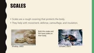 Fur, feathers, and scales | PPTX