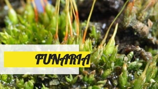 Furneria | PPT