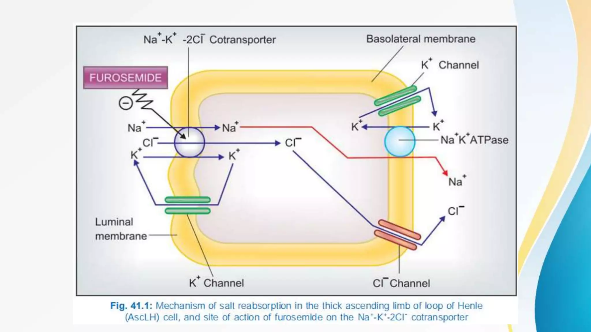 LASIX - Furosemide(loop diuretics) | PPTX