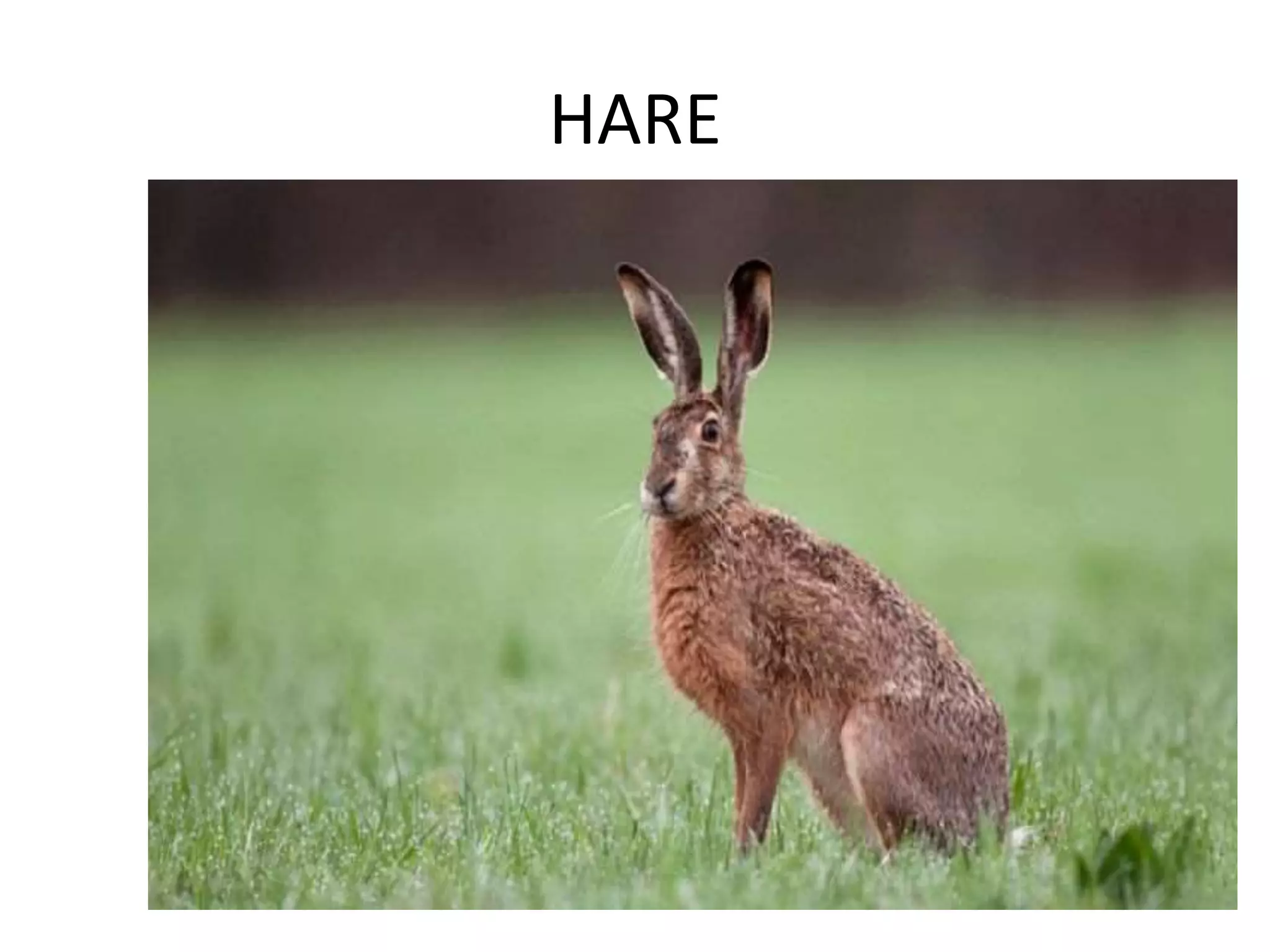 Furred games and feathered games | PPT