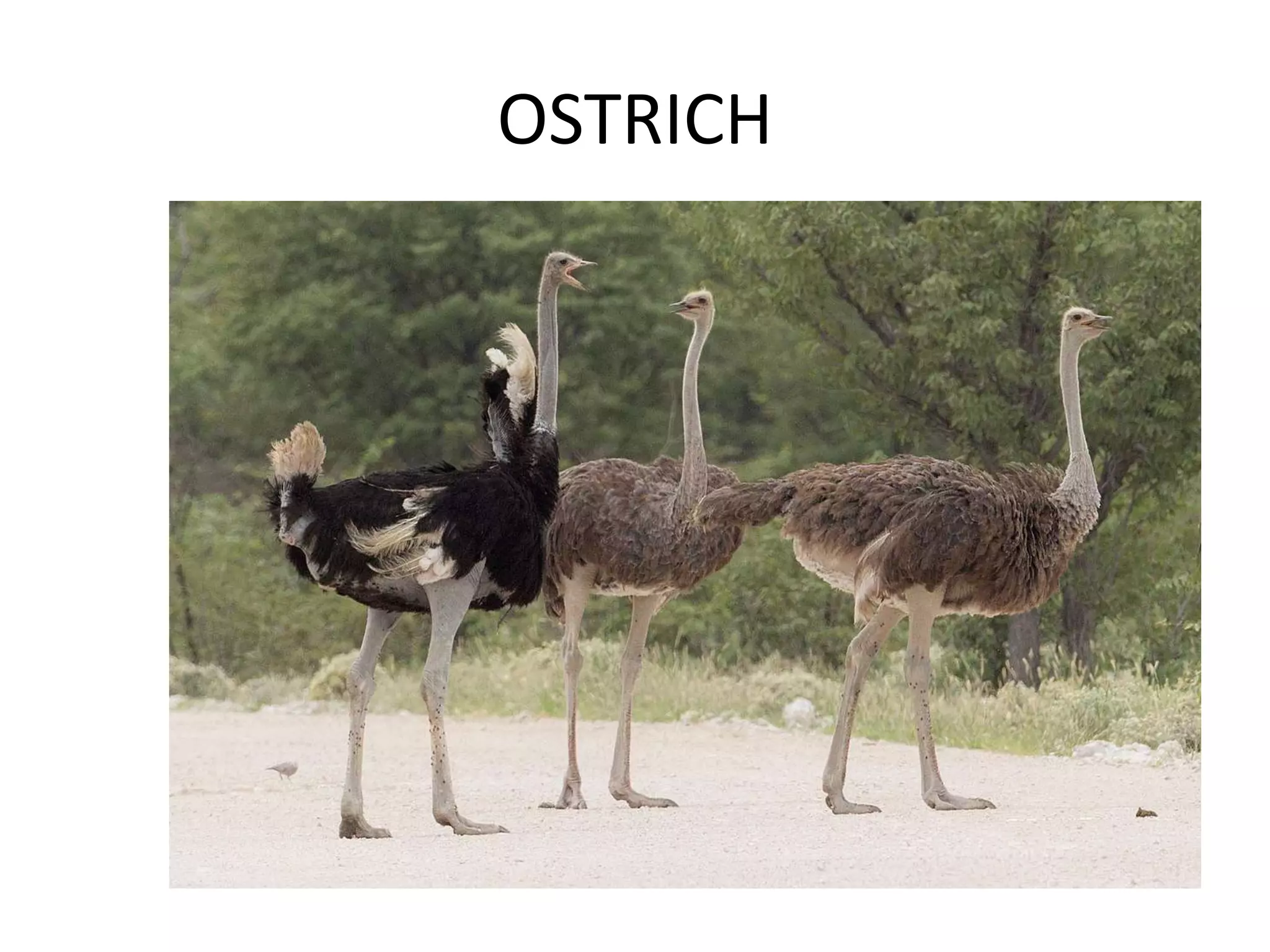 Furred games and feathered games | PPT