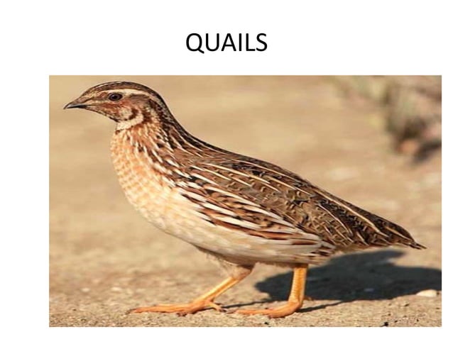 Furred games and feathered games | PPT