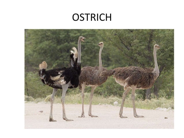 Furred games and feathered games | PPT