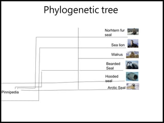 Northern Fur seal: An endangered species | PPT