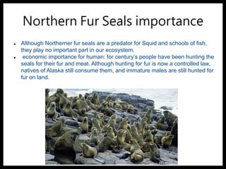 Northern Fur seal: An endangered species | PPT