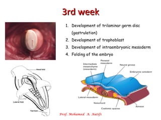 Further development of the embryo | PPT