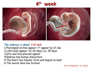 Further development of the embryo | PPT