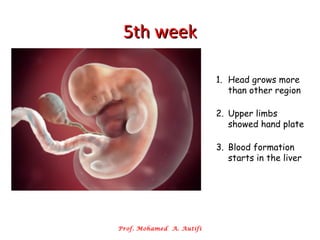 Further development of the embryo | PPT