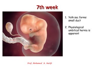 Further development of the embryo | PPT