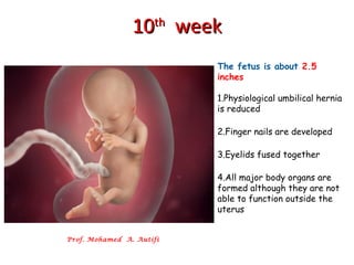 Further development of the embryo | PPT