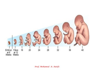 Further development of the embryo | PPT