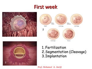Further development of the embryo | PPT