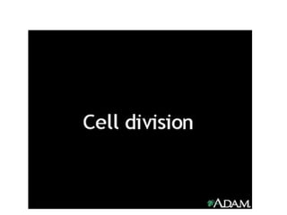 Further development of the embryo | PPT