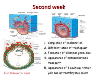 Further development of the embryo | PPT