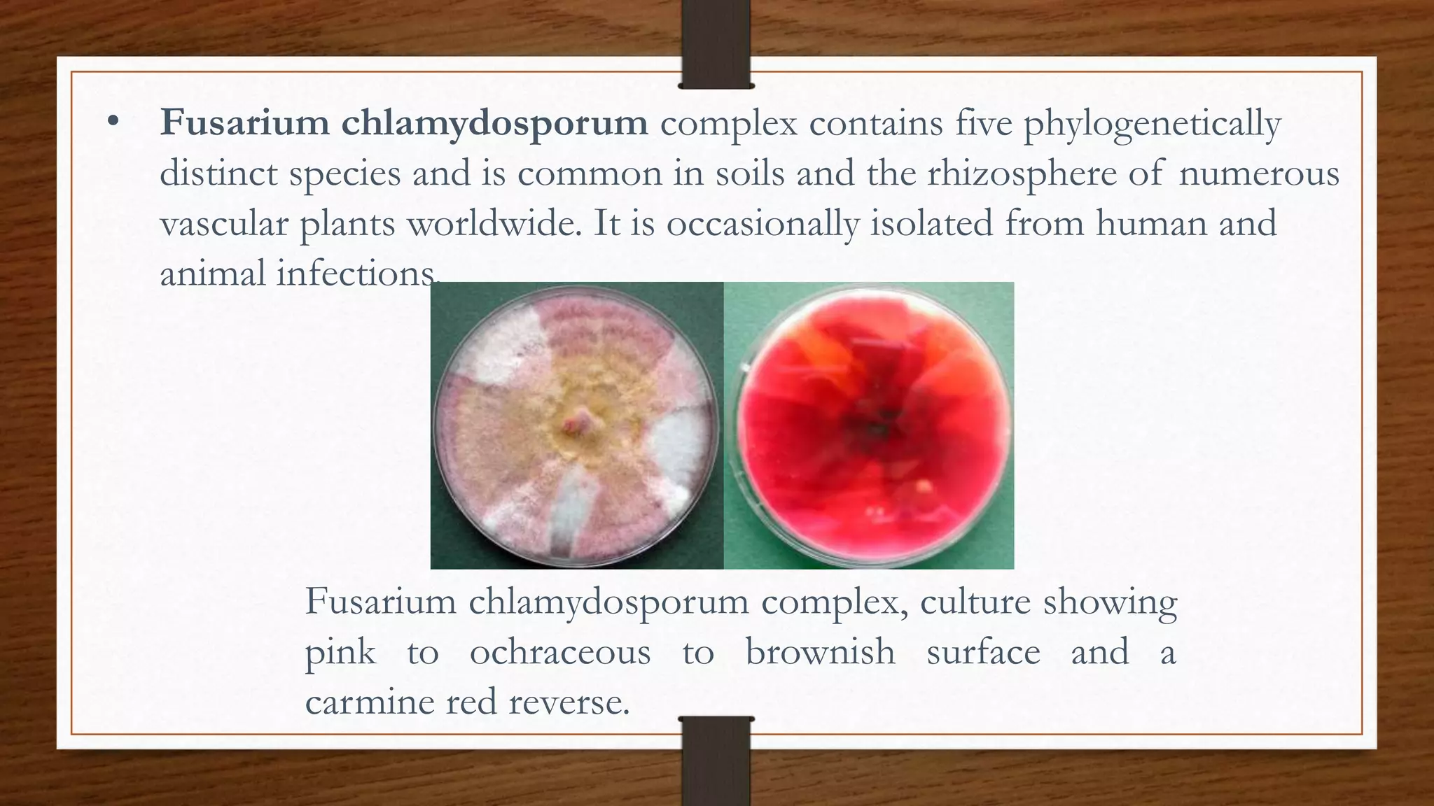 Fusarium | PPTX