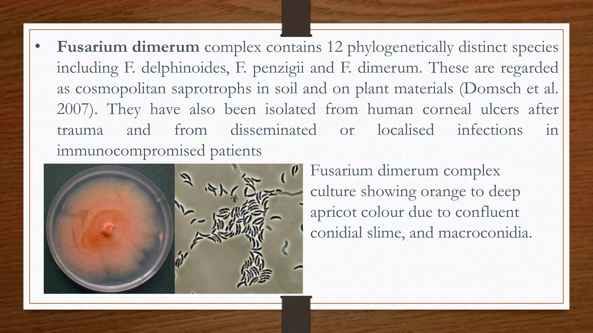 Fusarium | PPTX