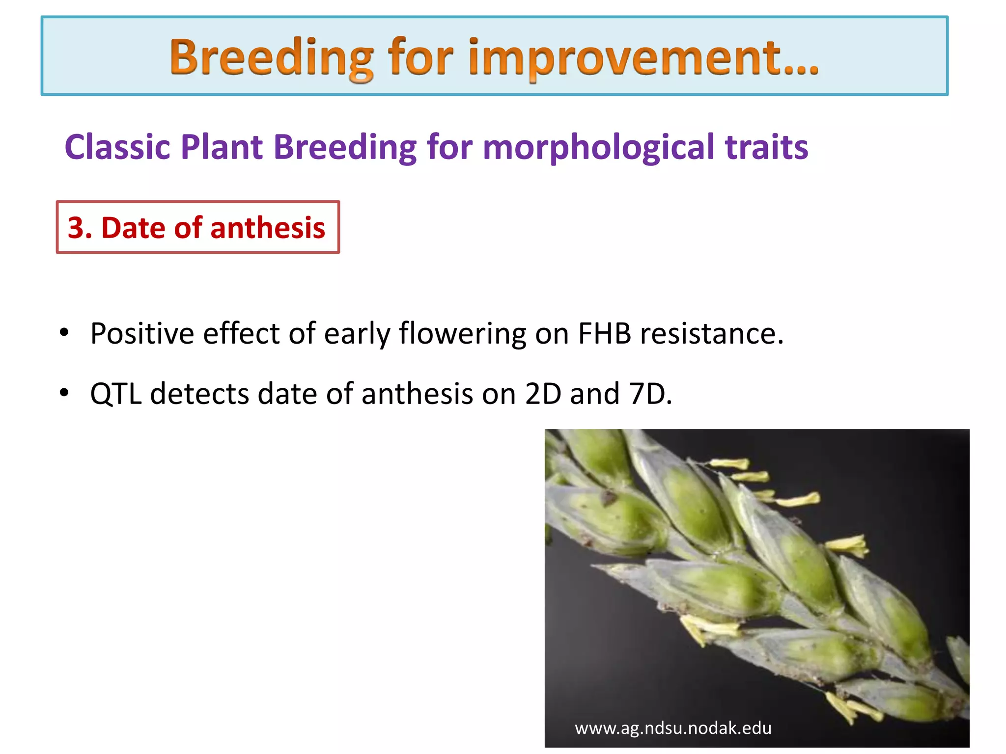 Fusarium head blight in wheat | PPT