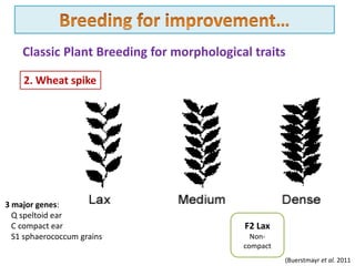 Fusarium head blight in wheat | PPT | Agriculture | Industries